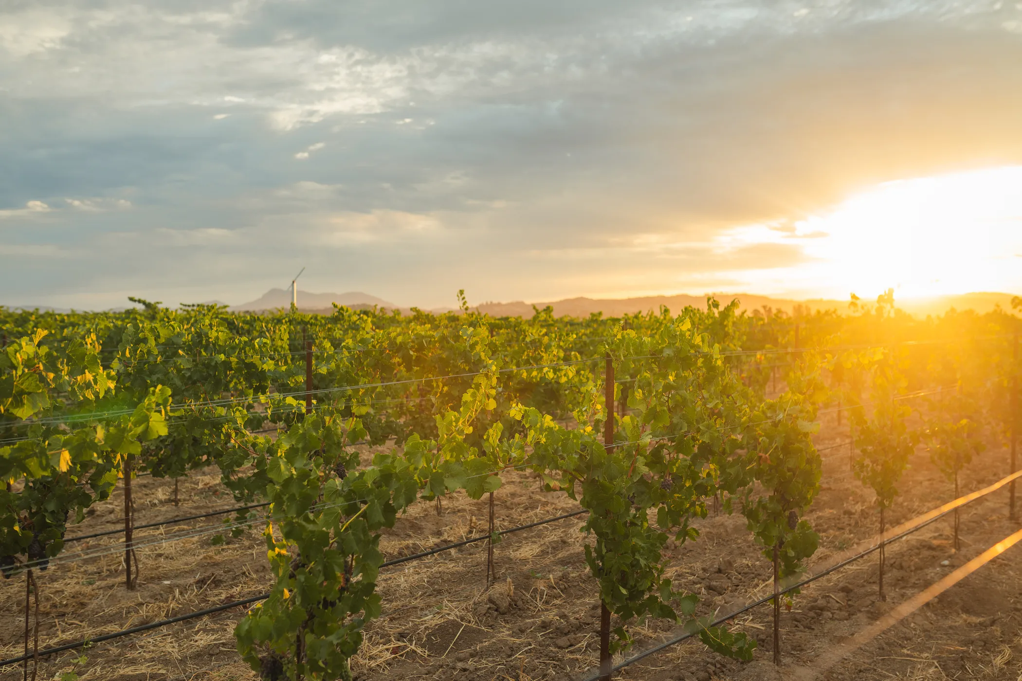 Vineyards - Russian River Valley Winegrowers